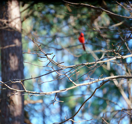 Cardinal Scents Perfume