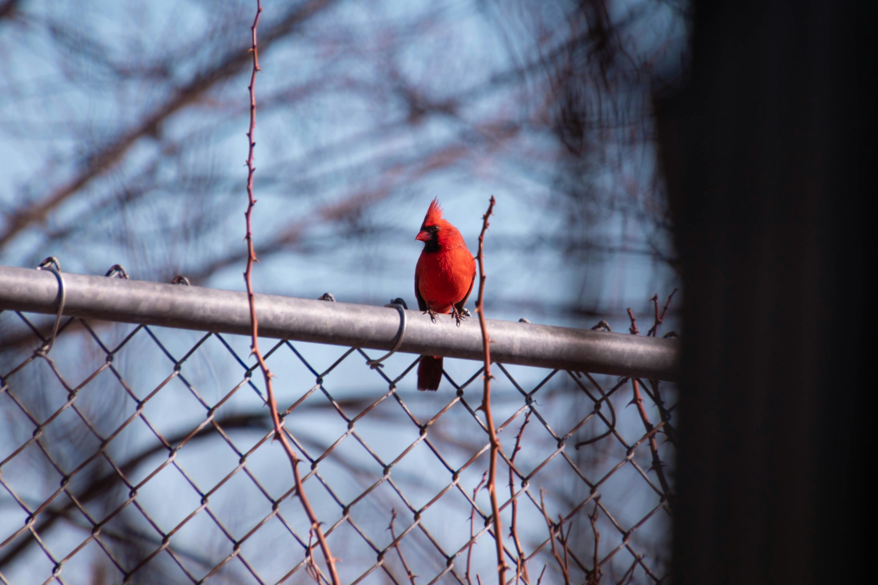 Cardinal Scents Perfume